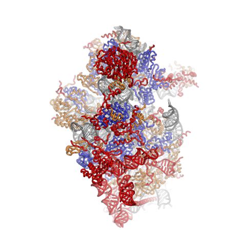 80s Ribosome Structure