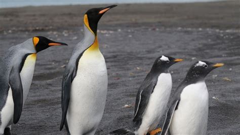 Tracing Oracle Will Dtrace Mit Linux Technik Neu Implementieren Golemde