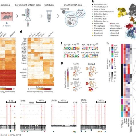 Atac Seq Profiling Of Norn Cells Identifies Genomewide And Epo Download Scientific Diagram