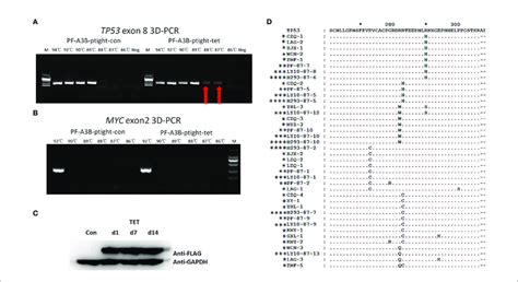 Apobec3b Induces Tp53 Exon 8 Mutations In Vitro A 3d Pcr Download Scientific Diagram