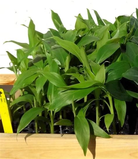 Basjoo Banana Plant Hardy Ornamental Tropical Foliage
