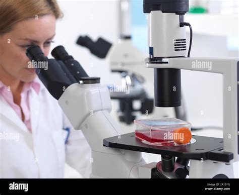 Cell Biologist Viewing A Flask Containing Stem Cells Using A Inverted