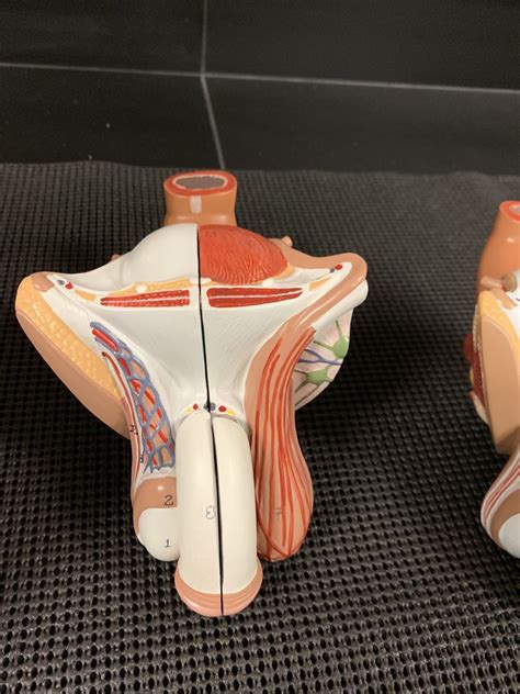 Structure Of Testis Anterior View Diagram Quizlet