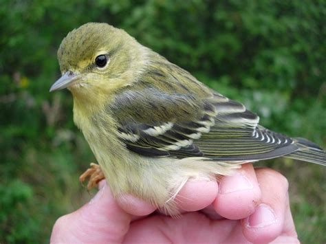 Id Tip Blackpoll Vs Bay Breasted Warbler In Fall Ebird Wisconsin