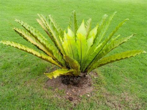 Asplenium Nidus Birds Nest Fern Plantinfo