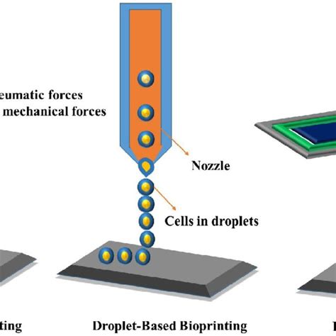 Scaffold Based Bioprinting A Extrusion Based B Droplet Based C