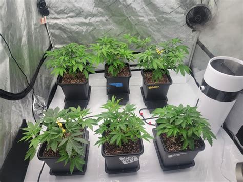 Optimal Ph And Reservoir Depletion Speed Rautopot