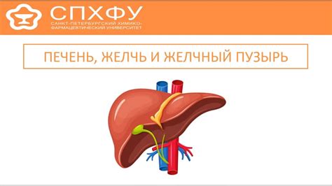 Печень желчь и желчный пузырь Youtube