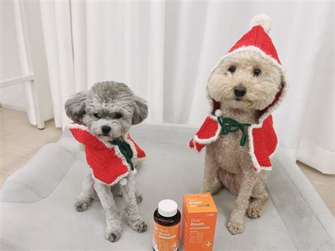 강아지 기관지영양제 기관지협착증 켁켁거림 기침 거위소리 펫케어 네이버 블로그