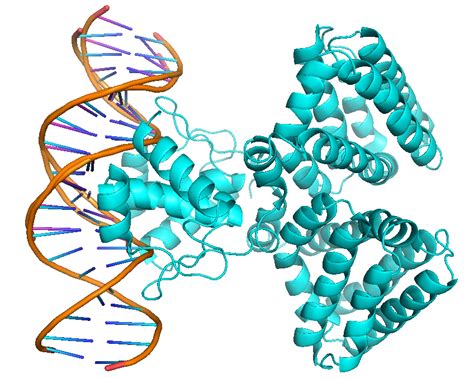 Bioinformatics How To Perform A DNA Structural Alignment In Pymol Biology Stack Exchange
