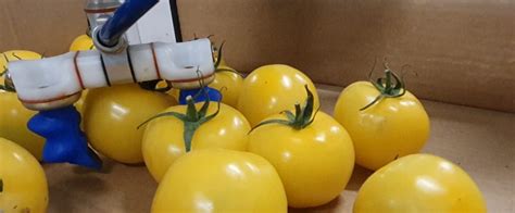 Vision Guided Robot System Automates Tomato Sorting And Packaging Vision Guided Robot System Automates Tomato Sorting And Packaging