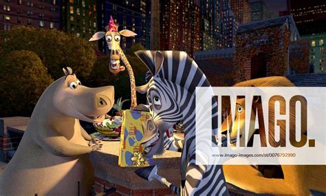 Madagascar Zebra