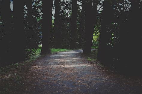 Arvores Floresta Caminho Ao Ar Foto Gratuita No Pixabay Pixabay