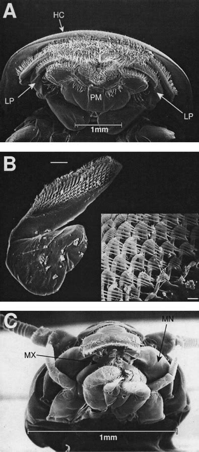 Scanning Electron Microscope Photographs Of Mayfly Larvae Mouthparts