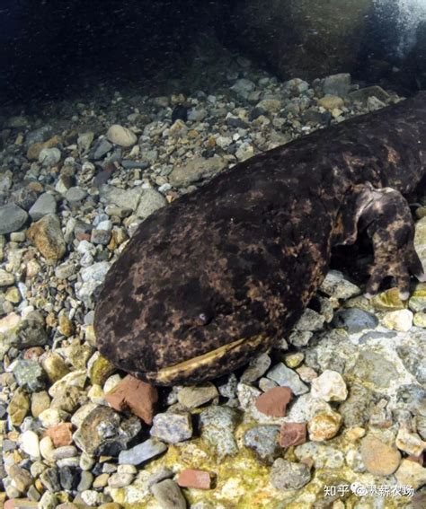 娃娃鱼吃什么？教你如何饲养娃娃鱼 知乎