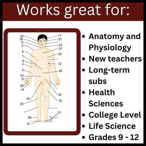Anatomy Diagrams Bundle Planes Surface Anatomy Membranes And Human