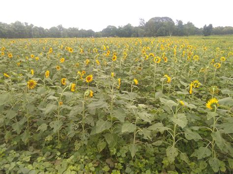 ရွှေတောင်မြို့နယ်၌ ဆီထွက်သီးနှံမိုးနေကြာစိုက်ခင်းများ အောင်မြင်ဖြစ်ထွန်း Information And