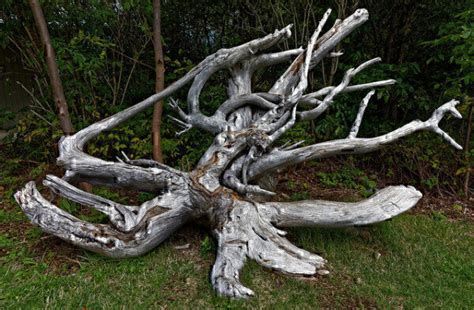 Is Pollution Killing Trees Pollution Solutions Online