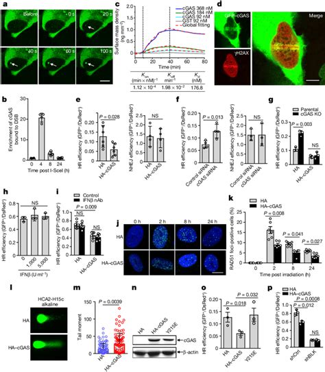 Cgas Is Recruited To Dna Dsb Sites And Inhibits Homologous Download Scientific Diagram