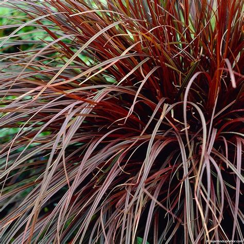 Uncinia Rubra Le Jardin Du Prahor