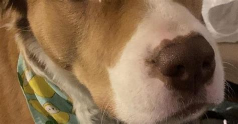 Please Just One Bite I Promise Ill Like The Chocolate Chip Cookie