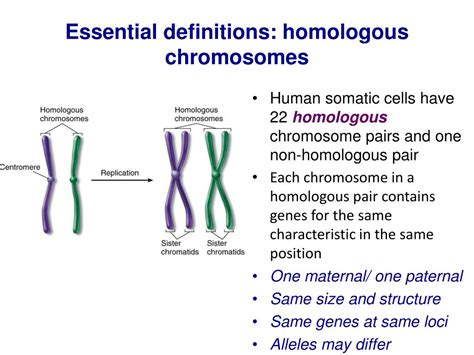 Ppt Meiosis 10 Th Grade Powerpoint Presentation Free Download Id
