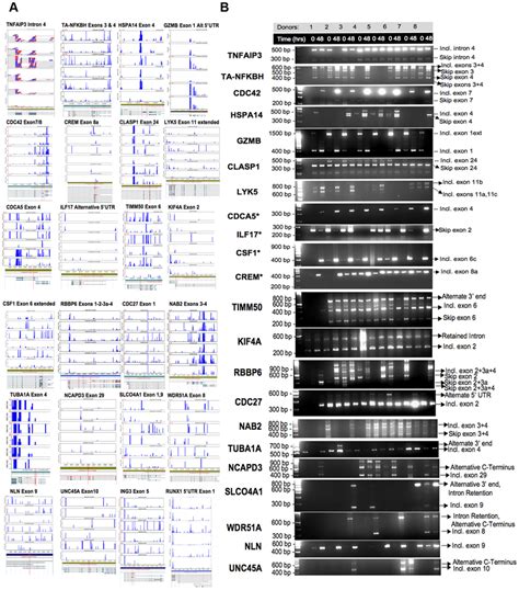 Validation Of Differentially Alternatively Spliced Gene Candidates In Download Scientific