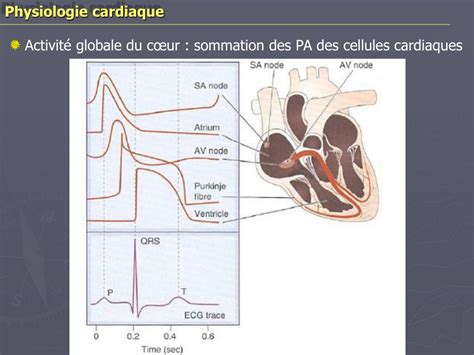 Ppt Physiologie Cardiaque Powerpoint Presentation Free Download Id