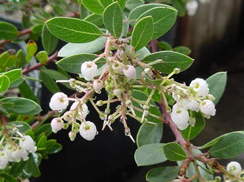 Arctostaphylos Pacific Mist Manzanita Selection