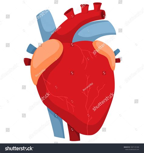Human Heart Arteries Valves Vector Cartoon 库存矢量图（免版税）1007125180