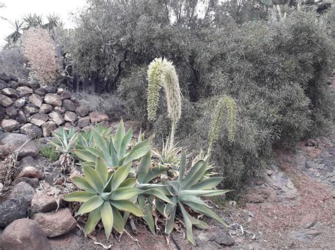 Agave Attenuata Salm Dyck Colombian Plants Made Accessible