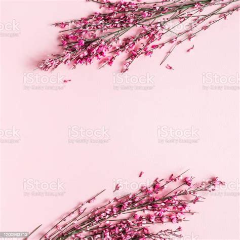 꽃 조성물 분홍색 배경에 분홍색 꽃입니다 플랫 레이 상단 보기 복사 공간 0명에 대한 스톡 사진 및 기타 이미지 0명 3월