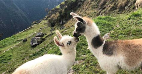 Llama Cpp Vs Ollama Running LLMs Locally Picovoice