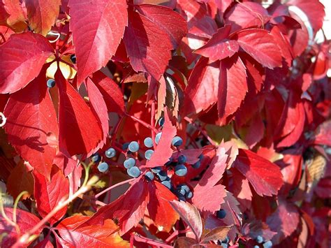 Thicket Creeper Parthenocissus Inserta Vitacea