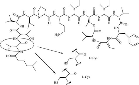 Structures Of Kahalalide F 294 And Cysteinyl Derivatives 295 And 296