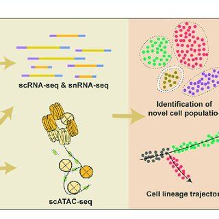 Applications Of Single Cell Technologies And Analyses In Heart Download Scientific Diagram