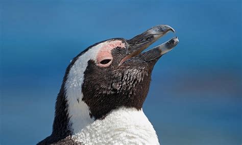 Penguin Teeth Do They Exist