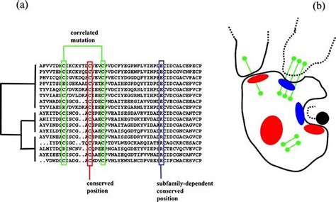 Information Extracted From Multiple Sequence Alignments Msas Related Download Scientific