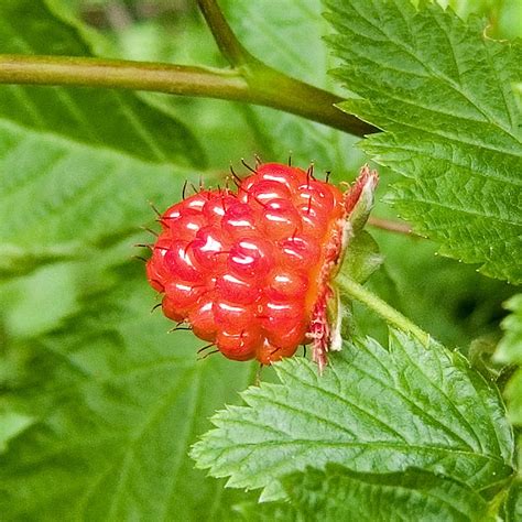 Salmonberry Rubus Spectabilis