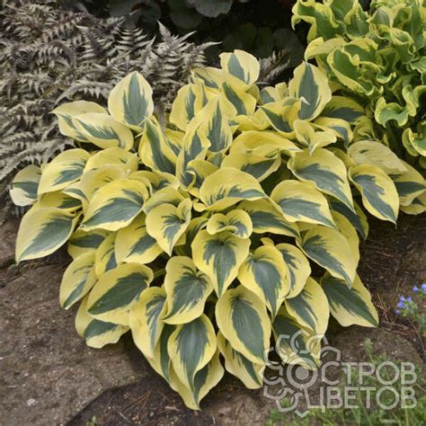 Хоста Autumn Frost Купить почтой недорого