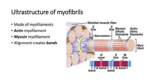 Musculartissue For Cssd Pptx Copy Pptx