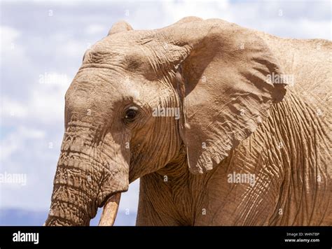 Elephant Face Profile