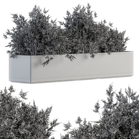 Outdoor Plants Tree In Concrete Box Set D Model For VRay Corona