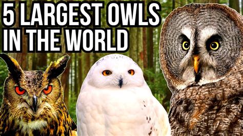 Largest Owl In America At Charles Bolden Blog