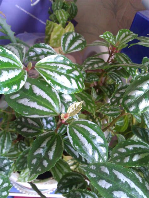 Зүрх сэтгэлийн өргөн чөлөө Миний цэцэгс Гоо бүсгүйн ертөнц мэт