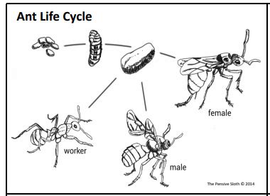 Incomplete And Complete Metamorphosis Sort 2022 23 Flashcards Quizlet