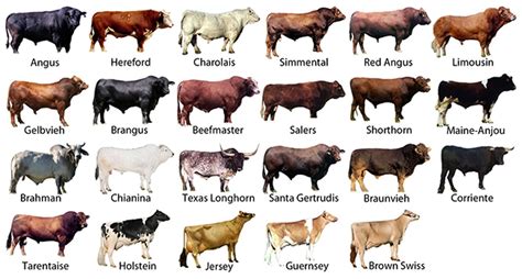 Cattle Teeth Chart