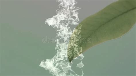 Animation Of Dna Strand Spinning Over Leaf Stock Footage Video Of Data Animation 283839998