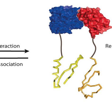 Pdf Protein Fragment Complementation Assays For Large Scale Analysis Of Proteinprotein