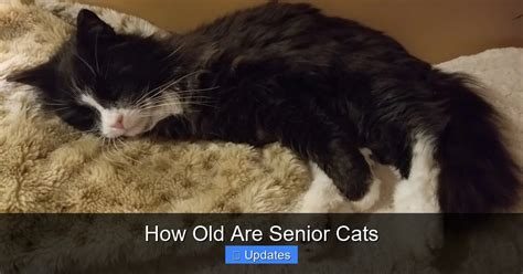 How Old Are Senior Cats Seniorsprotalk